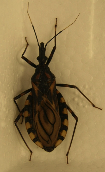 Evento na FSP/USP aborda doença de Chagas – Faculdade de Saúde Pública ...