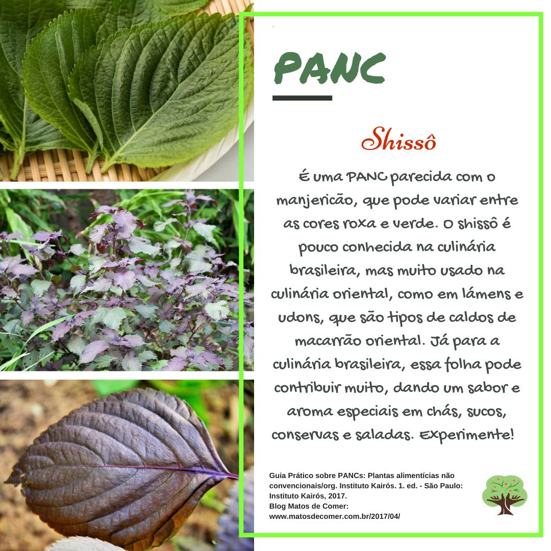 PANC: Shissô - Sustentarea