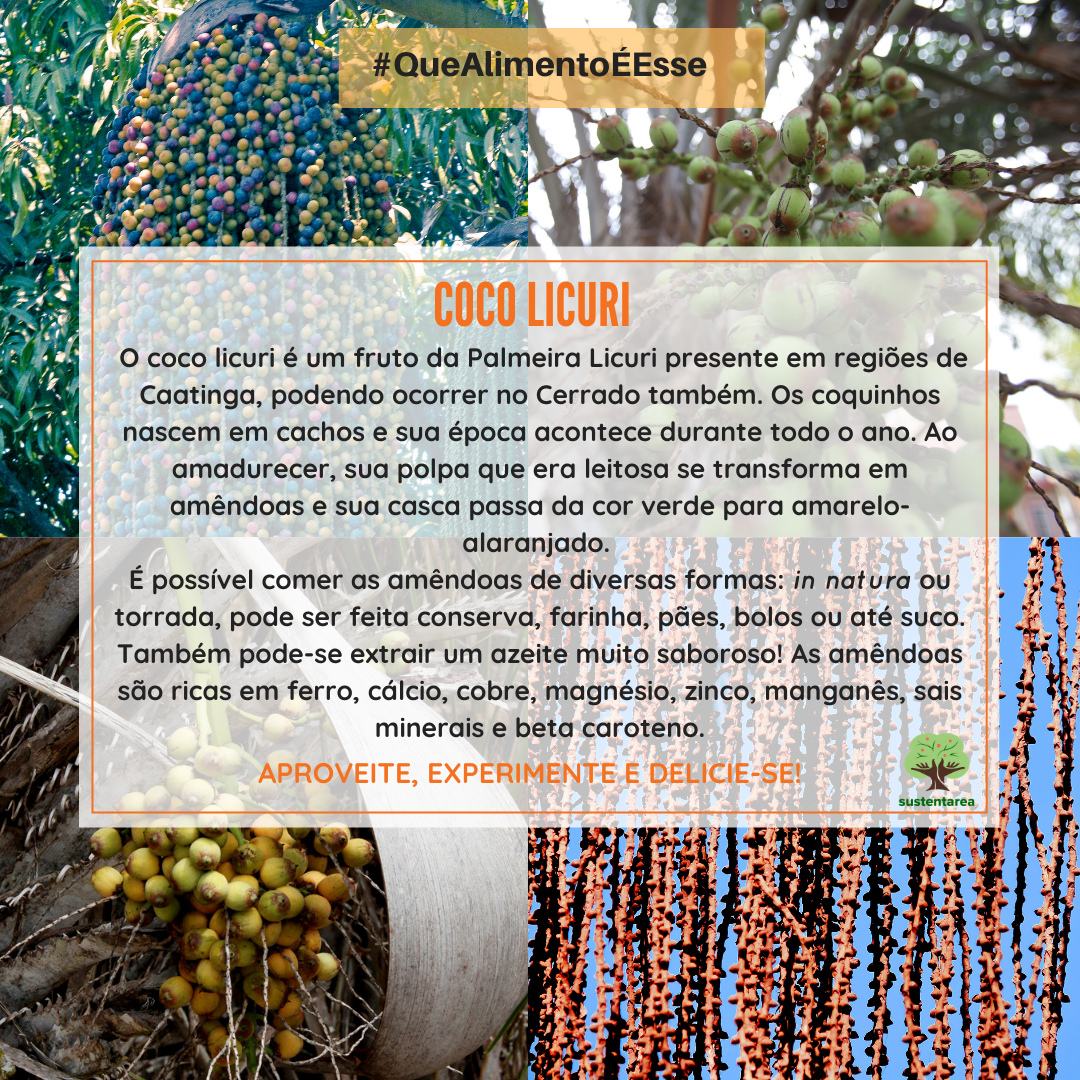 Que Alimento é Esse? Licuri - Sustentarea