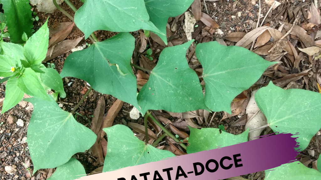 Parceria: Folha de batata-doce III - Sustentarea