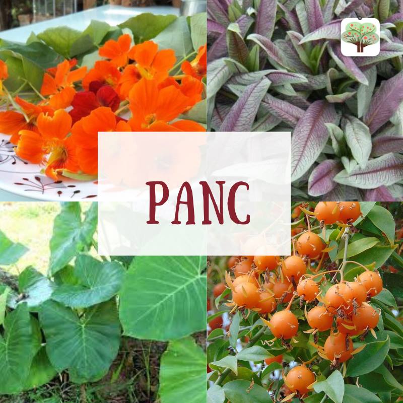 Revista: PANC - Sustentarea