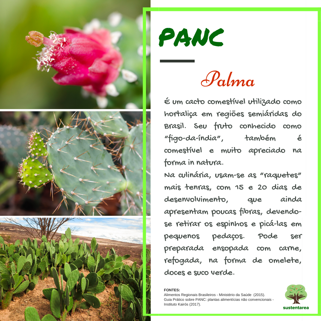 PANC: Palma - Sustentarea